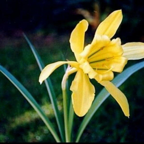 Paramongaia Weberbaueri Plant Care & How to Grow, Water