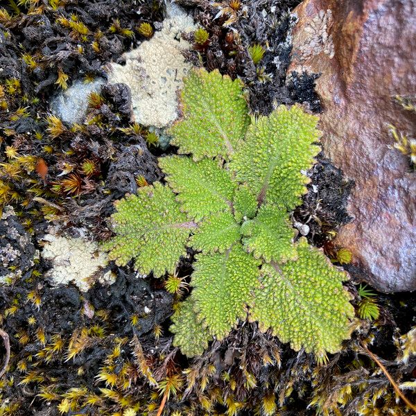 Paranephelius Uniflorus Plant Care & How to Grow, Water