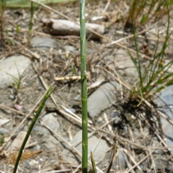 Barb Grass (Parapholis Cylindrica) Plant Care & How to Grow, Water