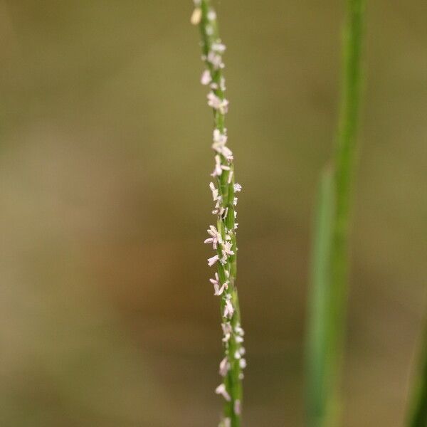 Hard-Grass (Parapholis Strigosa) Plant Care & How to Grow, Water