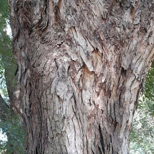 Parapiptadenia Excelsa Care Guide: Water, Soil & Propagation - Plantiary