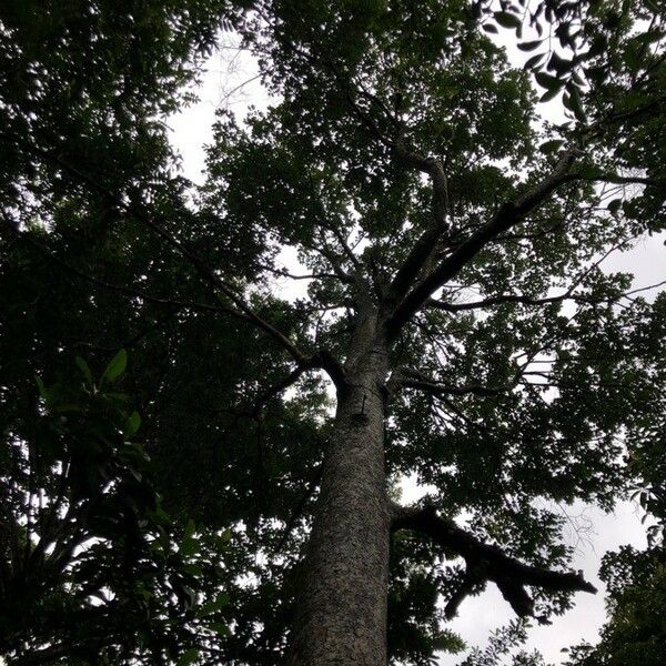 Pangi (Parartocarpus Venenosus) Plant Care & How to Grow, Water