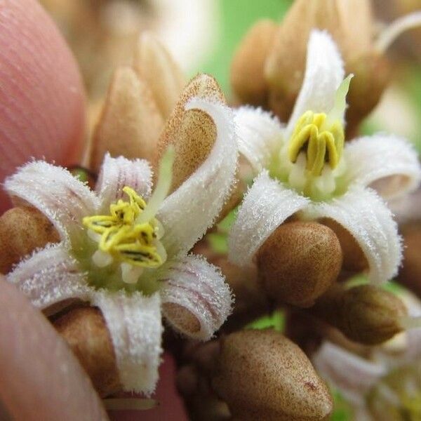 Parathesis Cartagoana Plant Care & How to Grow, Water