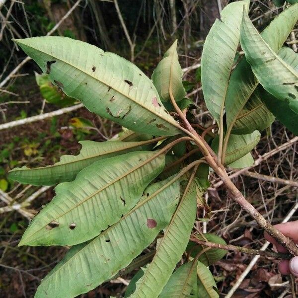 Parathesis Trichogyne Plant Care & How to Grow, Water