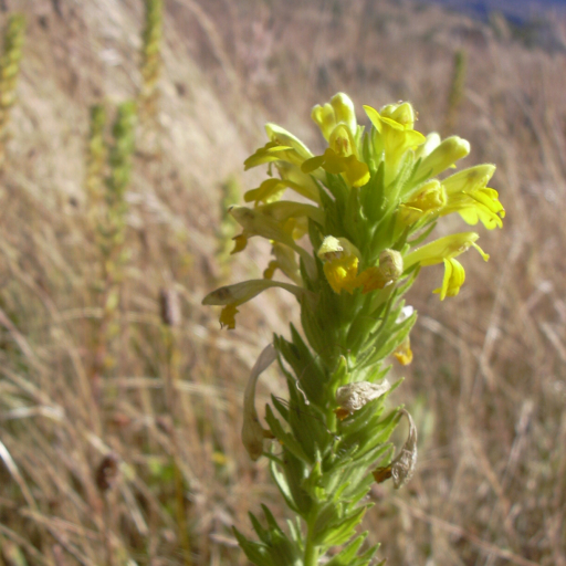 Sticky-Bartsia (Parentucellia Viscosa) Care Guide: Water, Soil ...