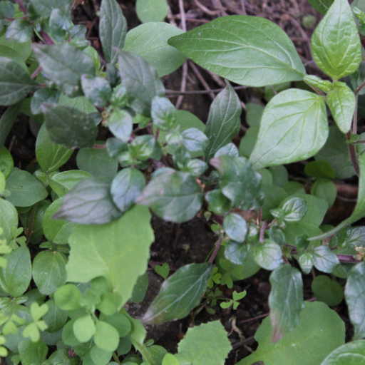 Native Pellitory (Parietaria Debilis) Plant Care & How to Grow, Water