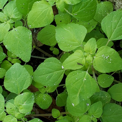 Florida Pellitory (Parietaria Floridana) Plant Care & How to Grow, Water