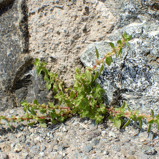 Mediterranean Pellitory-of-the-wall (Parietaria Lusitanica) Plant Care ...
