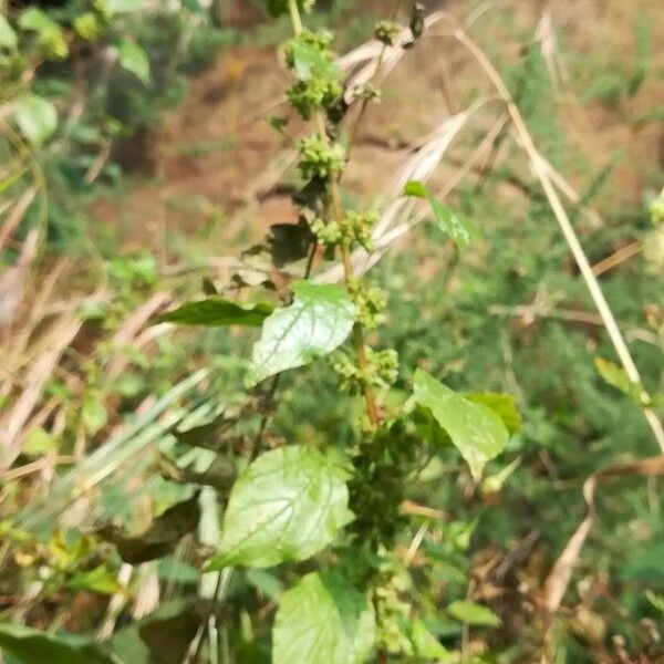 Parietaria Mauritanica Plant Care & How to Grow, Water