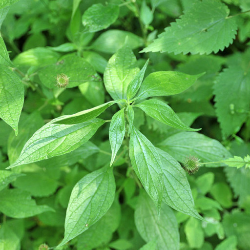 Upright Pellitory (Parietaria Officinalis) Plant Care & How to Grow, Water