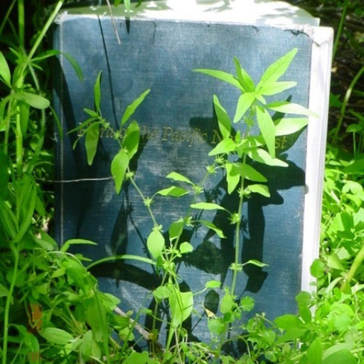 Pennsylvania Pellitory (Parietaria Pensylvanica) Plant Care & How to ...