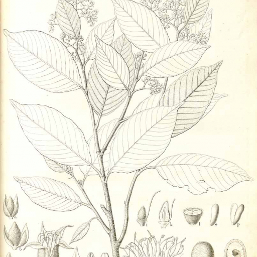 Guinea-Plum (Parinari Excelsa) Plant Care & How to Grow, Water