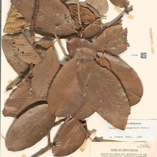 Parinari Oblongifolia Plant Care & How to Grow, Water