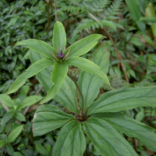 Love Apple (Paris Polyphylla) Plant Care & How to Grow, Water
