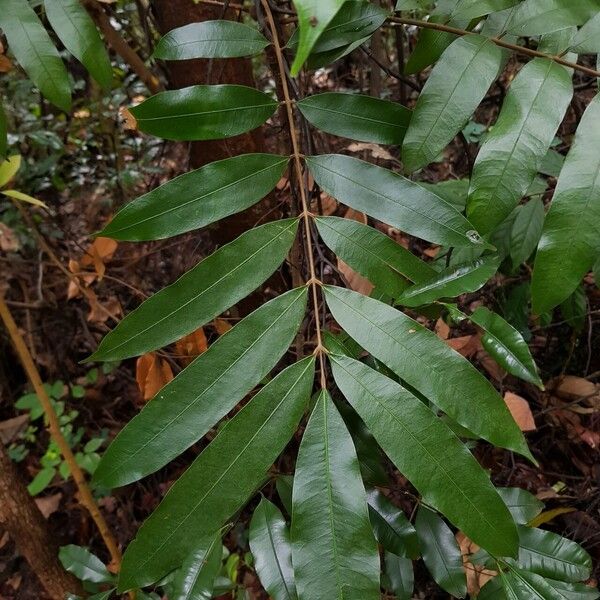 Parishia Maingayi Care Guide: Water, Soil & Propagation - Plantiary