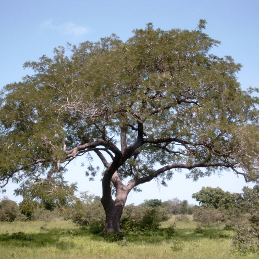 African Locust Bean Tree (Parkia Biglobosa) Plant Care & How to Grow, Water