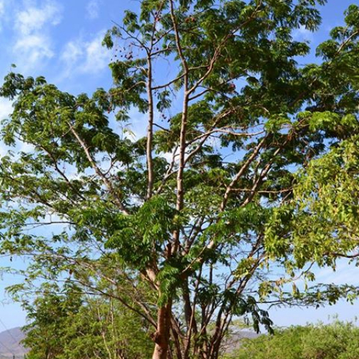 Mkundi (Parkia Filicoidea) Plant Care & How to Grow, Water