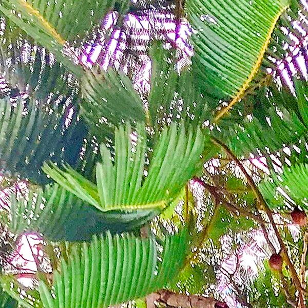 Parkia Multijuga Plant Care & How to Grow, Water