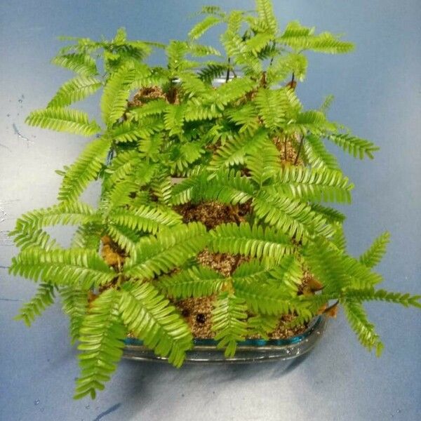 Parkia Panurensis Plant Care & How to Grow, Water