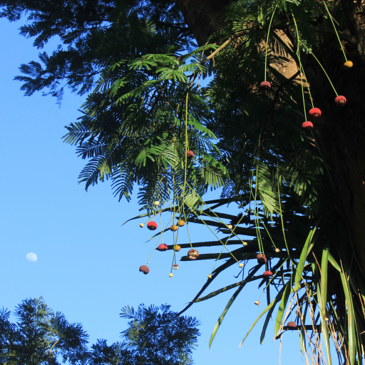 Parkia Pendula Plant Care & How to Grow, Water