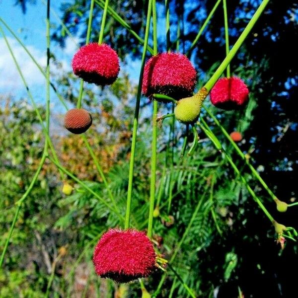 Parkia Platycephala Plant Care & How to Grow, Water