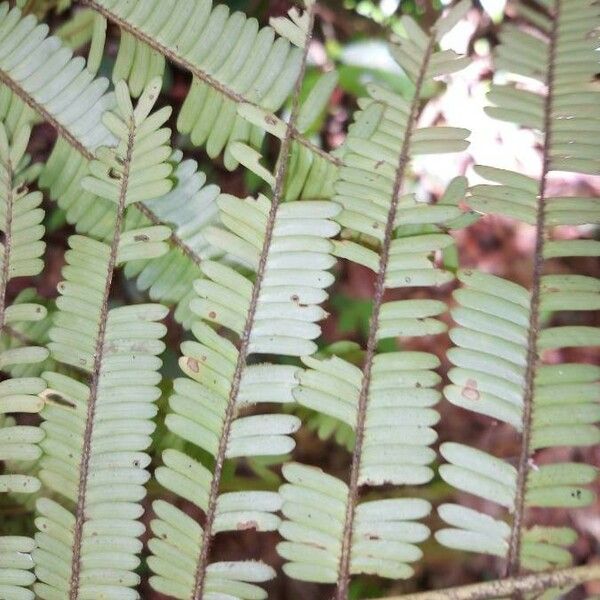 Parkia Velutina Care Guide: Water, Soil & Propagation - Plantiary
