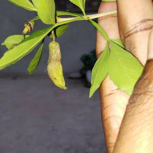 Cuachilote (Parmentiera Aculeata) Plant Care & How to Grow, Water