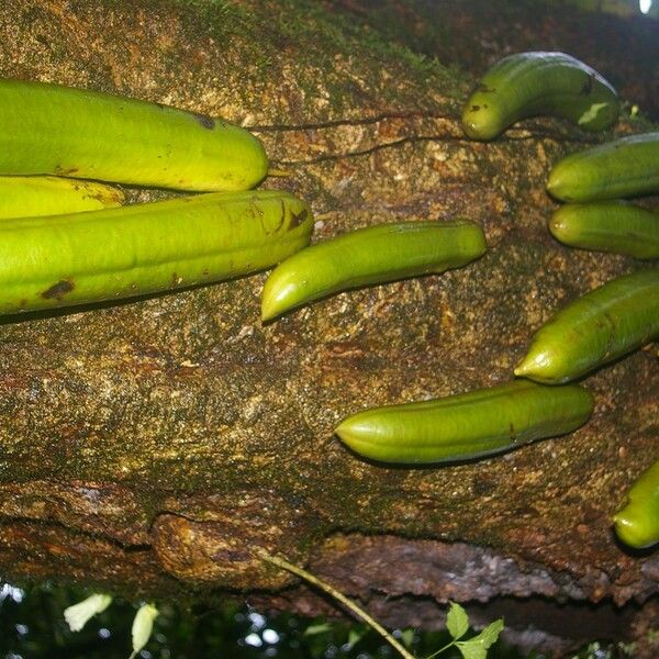 Parmentiera Valerii Plant Care & How to Grow, Water