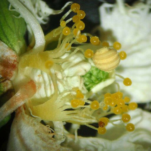 San Bernardino Grass-Of-Parnassus (Parnassia Cirrata) Plant Care & How ...