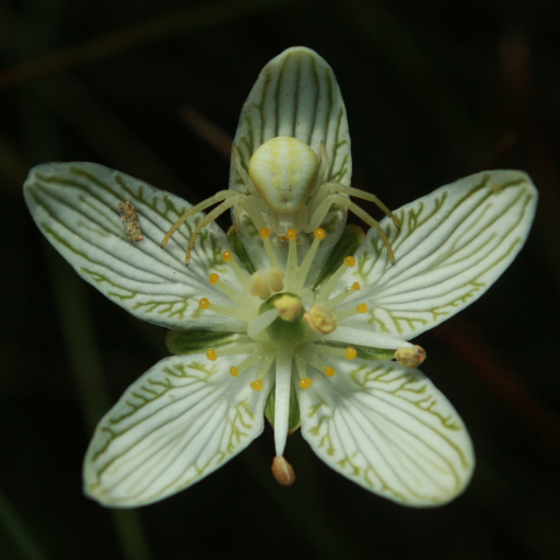 Fen Grass-Of-Parnassus (Parnassia Glauca) Plant Care & How to Grow, Water