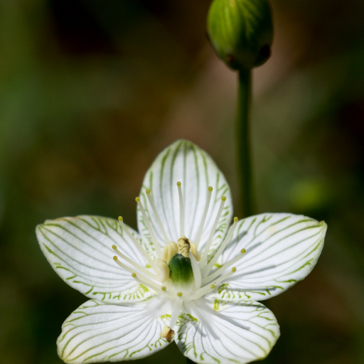 Large-Leaf Grass-Of-Parnassus (Parnassia Grandifolia) Plant Care & How ...