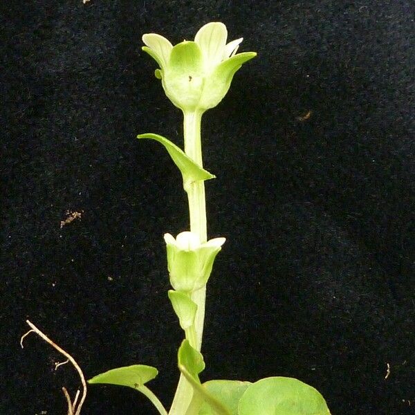 Parnassia Kumaonica Plant Care & How to Grow, Water