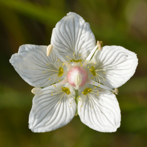 Marsh Grass Of Parnassus (Parnassia Palustris) Care Guide: Water, Soil ...