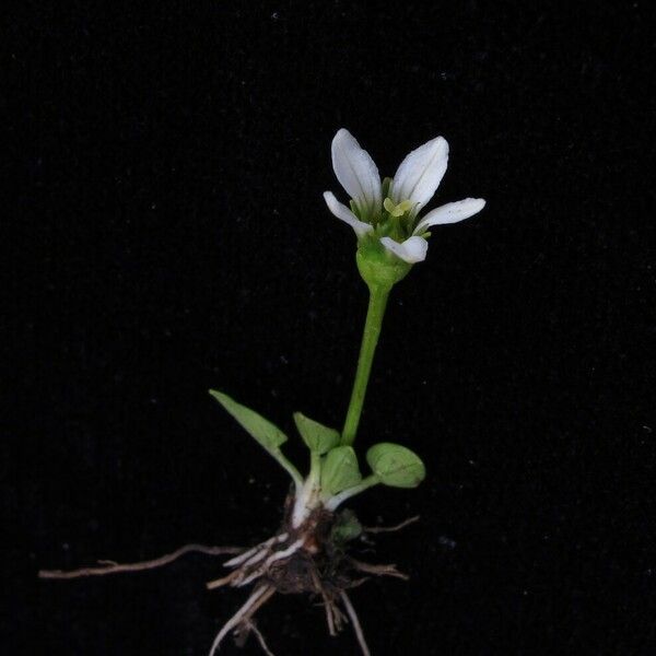 Parnassia Pusilla Plant Care & How to Grow, Water