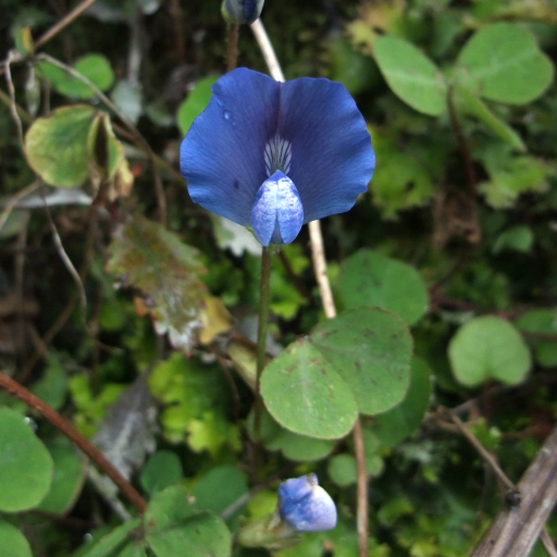 Blue-oxalis (Parochetus Communis) Plant Care & How to Grow, Water