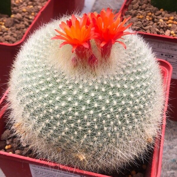 Scarlet Ball Cactus (Parodia Haselbergii) Plant Care & How to Grow, Water