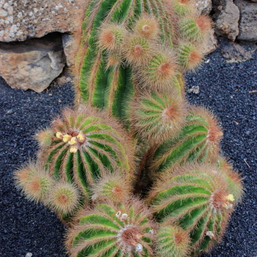 Balloon Cactus (Parodia Magnifica) Plant Care & How to Grow, Water