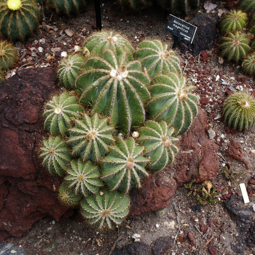 Parodia Plant Care & How to Grow, Water
