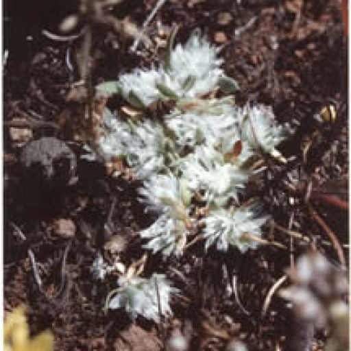 Ahart's Nailwort (Paronychia Ahartii) Care Guide: Water, Soil ...