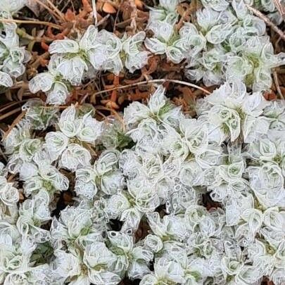 Paronychia (Paronychia Capitata) Plant Care & How to Grow, Water