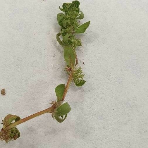 Eurasian Nailwort (Paronychia Echinulata) Care Guide: Water, Soil ...