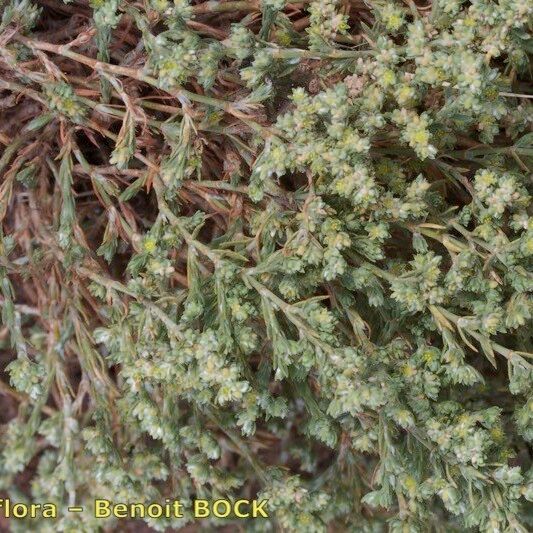 Paronychia Illecebroides Plant Care & How to Grow, Water