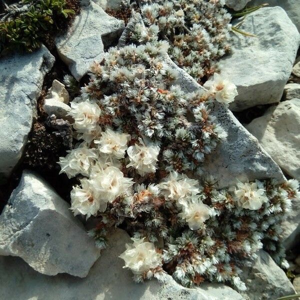 Nailwort (Paronychia Kapela) Care Guide: Water, Soil & Propagation ...