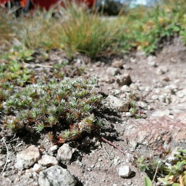 Paronychia Polygonifolia Care Guide: Water, Soil & Propagation - Plantiary