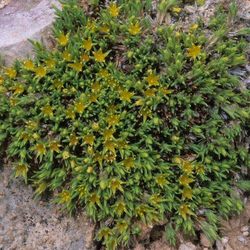 Creeping Nailwort (Paronychia Sessiliflora) Care Guide: Water, Soil ...