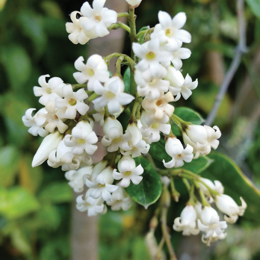 Small Flowered Jasmine (Parsonsia Capsularis) Plant Care & How to Grow ...