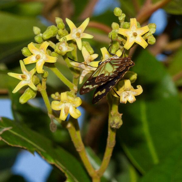 Parsonsia Scabra Plant Care & How to Grow, Water