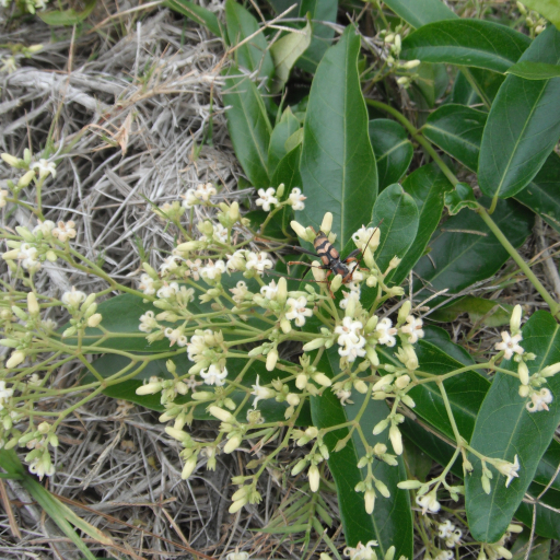 Monkey Rope Vine (Parsonsia Straminea) Plant Care & How to Grow, Water