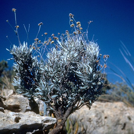 Guayule (Parthenium Argentatum) Plant Care & How to Grow, Water