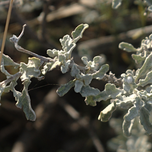 Mariola (Parthenium Incanum) Plant Care & How to Grow, Water